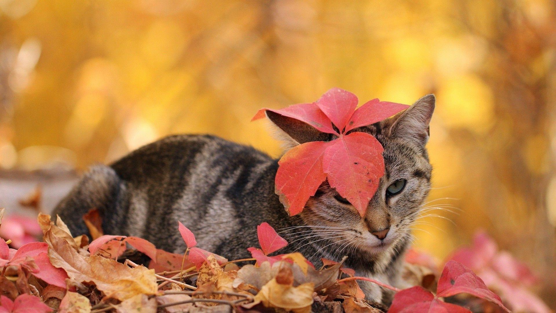 Autumn Cat Desktop Wallpapers - Top Free Autumn Cat Desktop Backgrounds ...