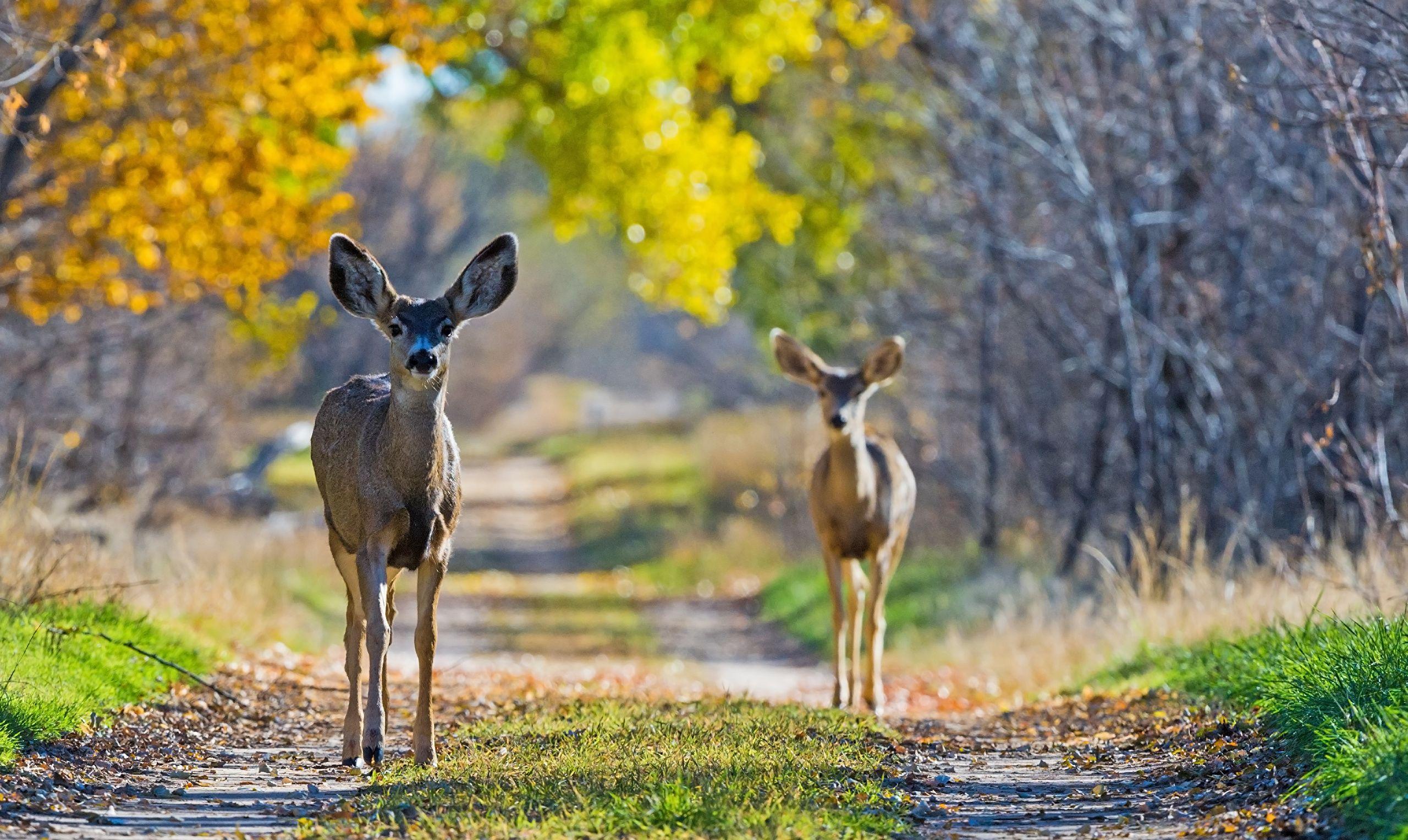 Autumn Deer Wallpapers - Top Free Autumn Deer Backgrounds - WallpaperAccess