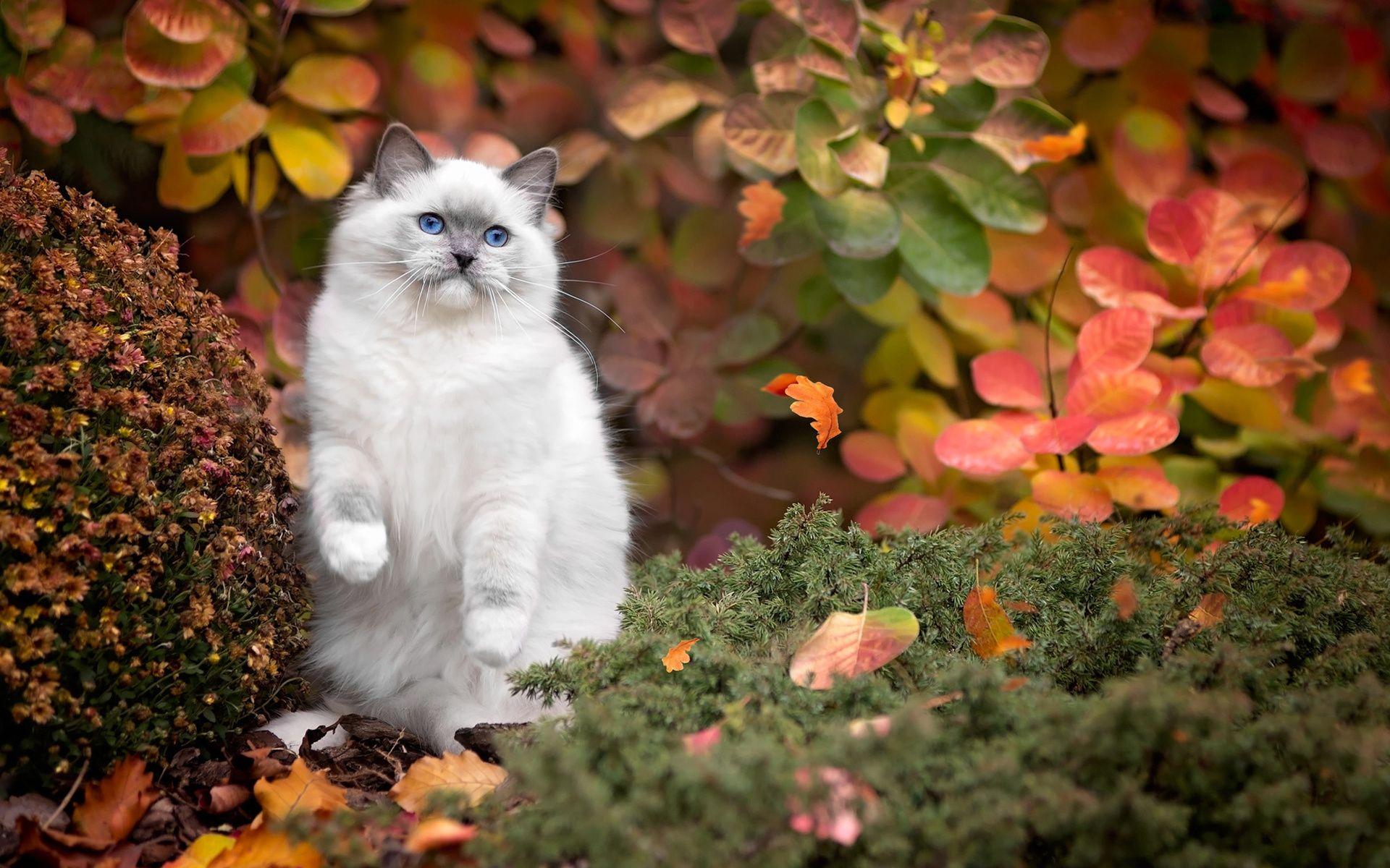 Autumn Cat Desktop Wallpapers - Top Free Autumn Cat Desktop Backgrounds ...