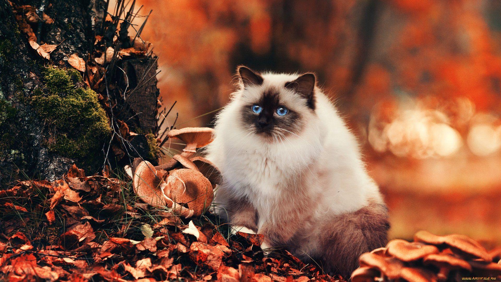 Autumn Cat Desktop Wallpapers - Top Free Autumn Cat Desktop Backgrounds ...