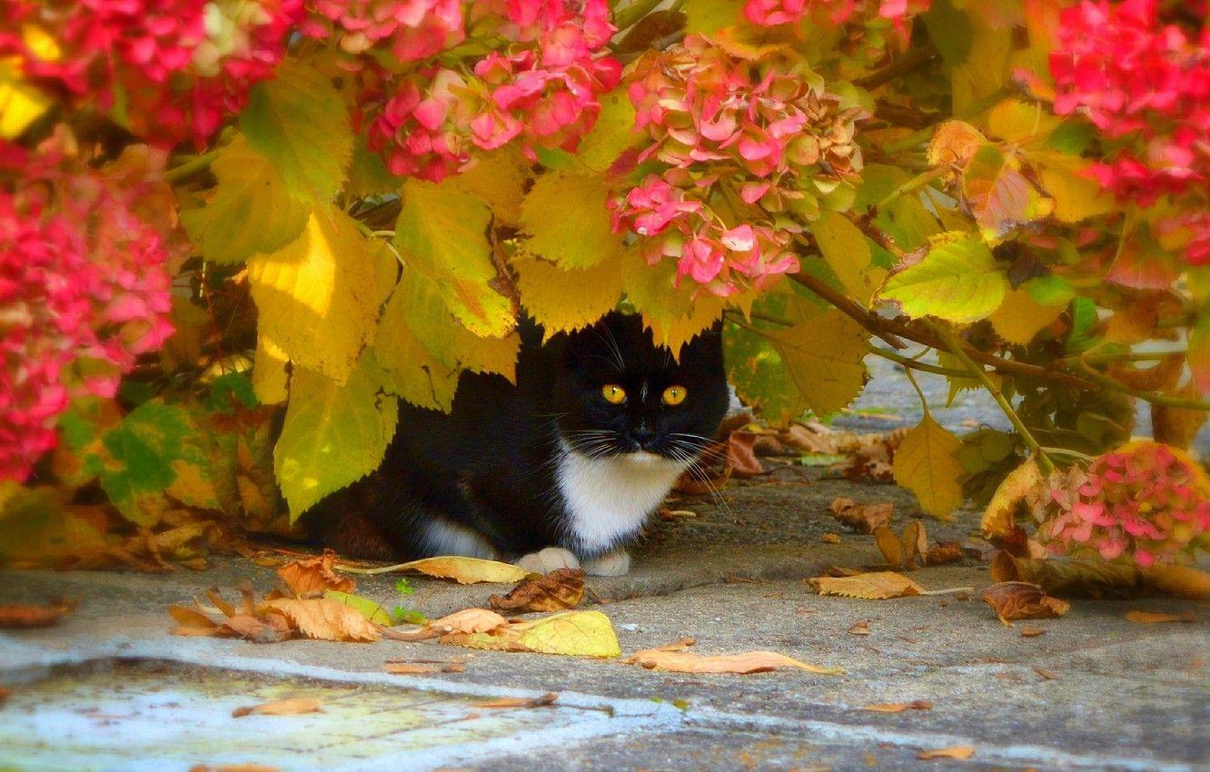 Autumn Cat Desktop Wallpapers - Top Free Autumn Cat Desktop Backgrounds ...
