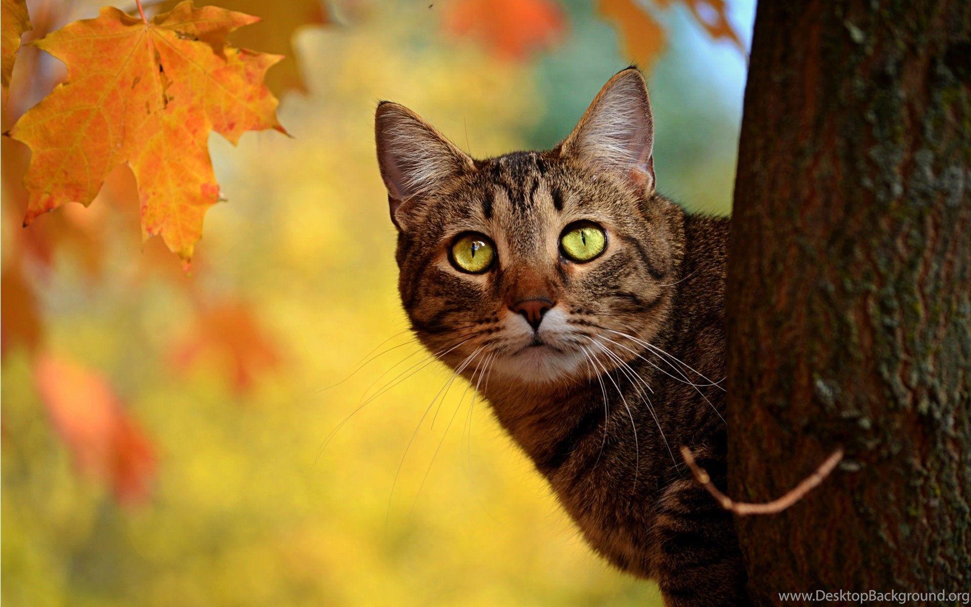 Autumn Cat Desktop Wallpapers - Top Free Autumn Cat Desktop Backgrounds ...