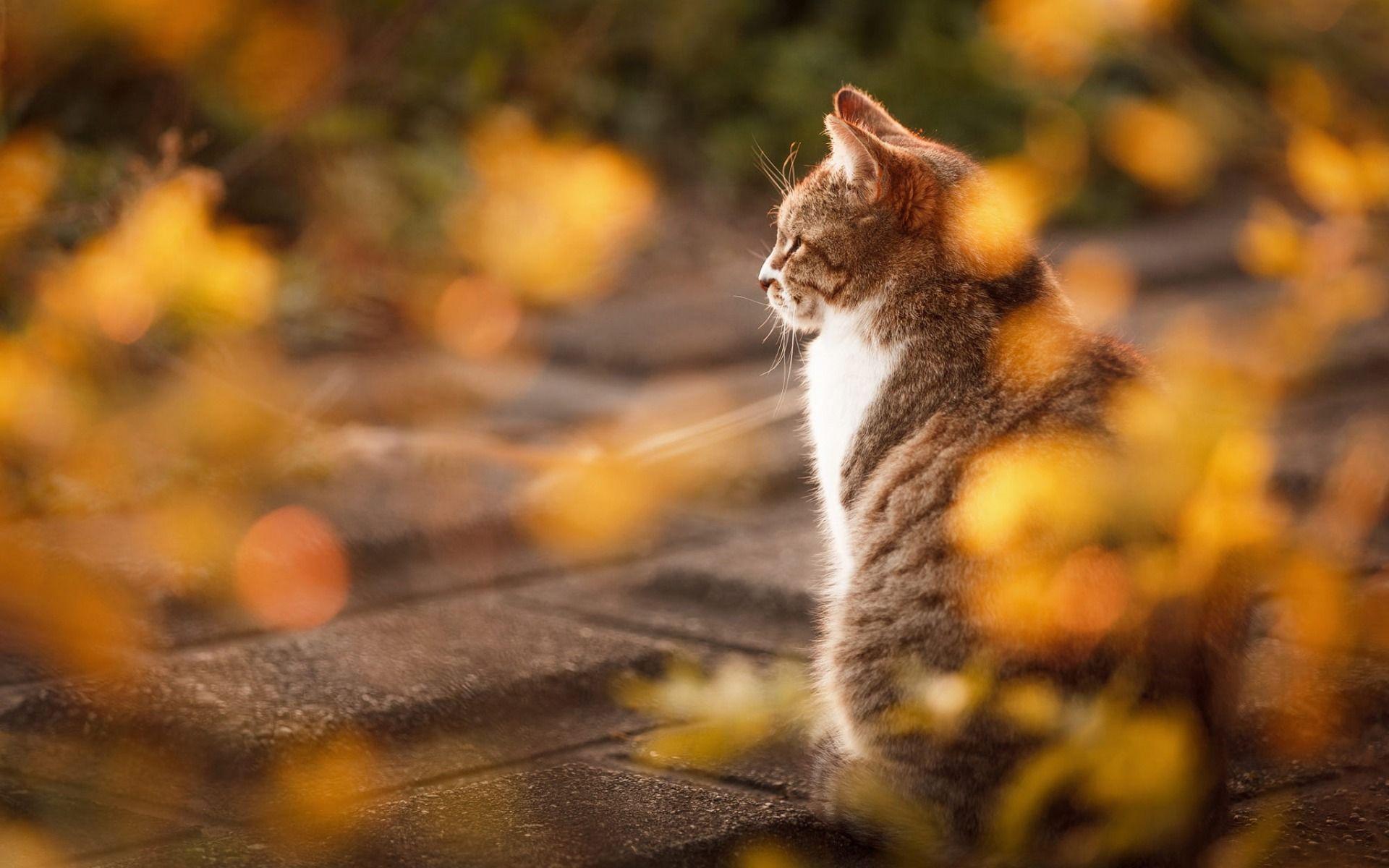 Autumn Cat Desktop Wallpapers - Top Free Autumn Cat Desktop Backgrounds ...
