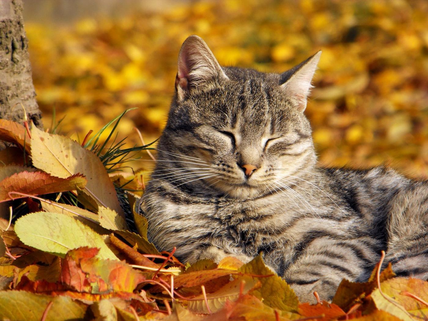 Autumn Cat Desktop Wallpapers - Top Free Autumn Cat Desktop Backgrounds ...