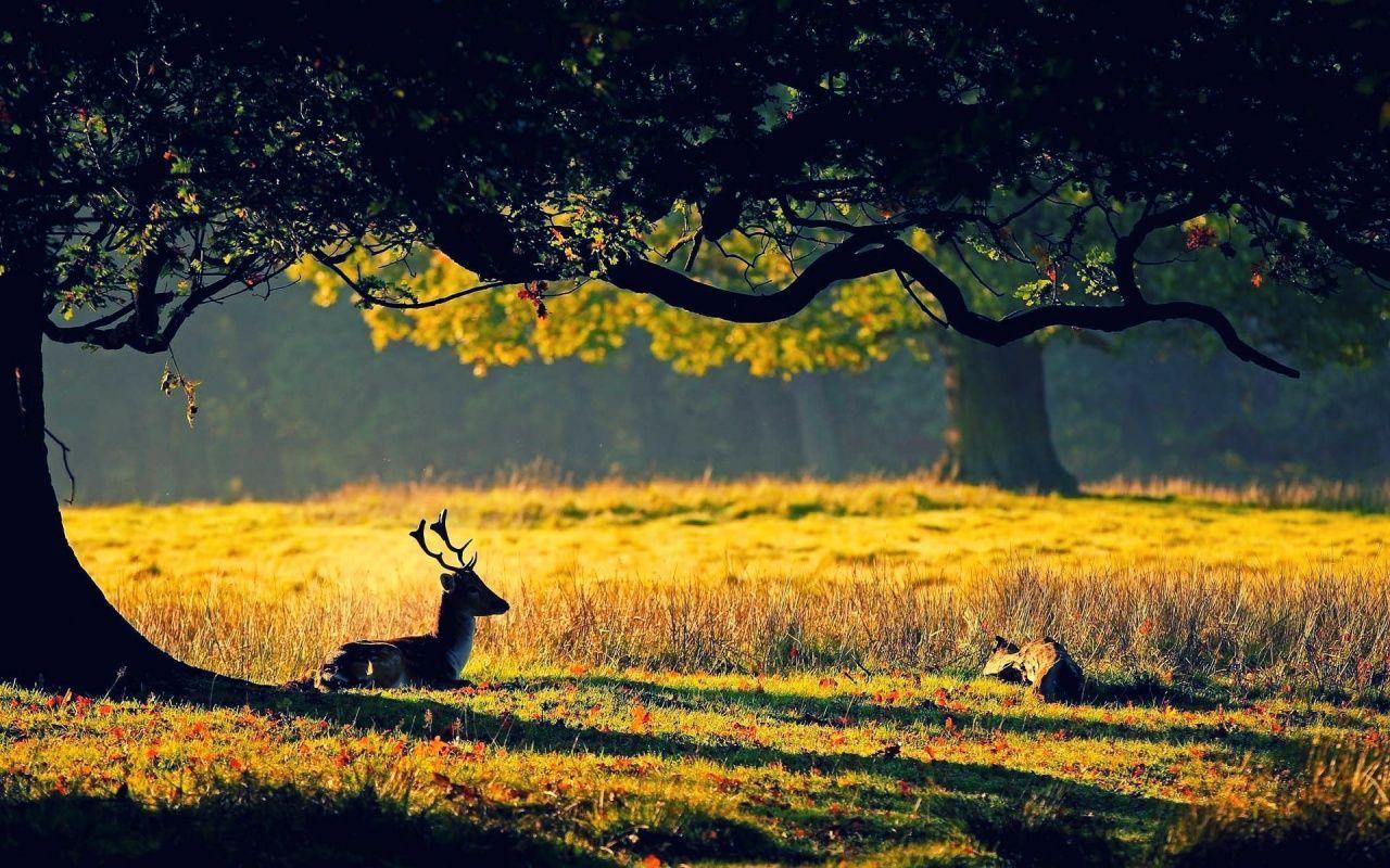 Autumn Deer Wallpapers - Top Free Autumn Deer Backgrounds - WallpaperAccess