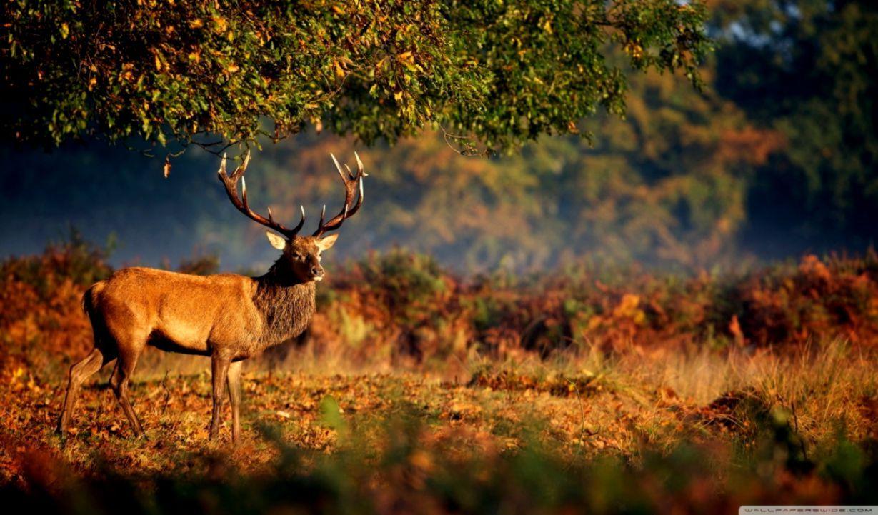 Autumn Deer Wallpapers - Top Free Autumn Deer Backgrounds - WallpaperAccess