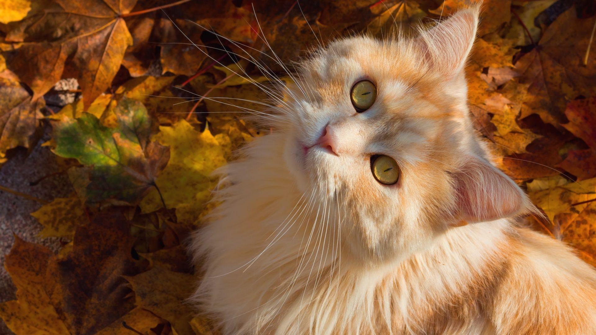 Autumn Cat Desktop Wallpapers - Top Free Autumn Cat Desktop Backgrounds ...