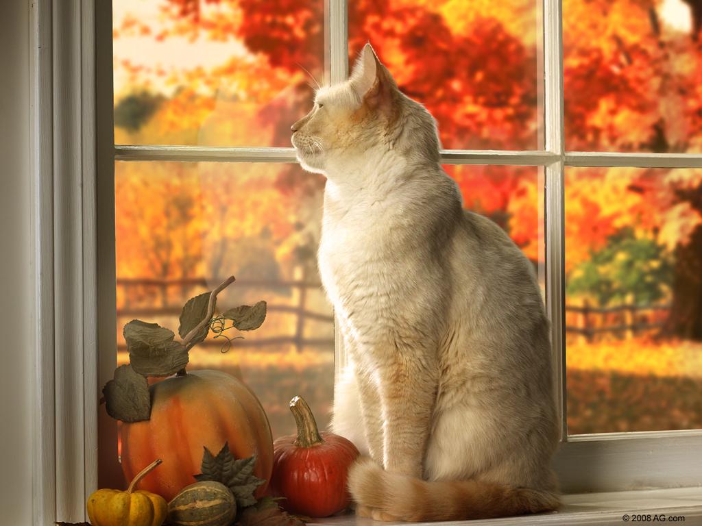 Autumn Cat Desktop Wallpapers - Top Free Autumn Cat Desktop Backgrounds ...