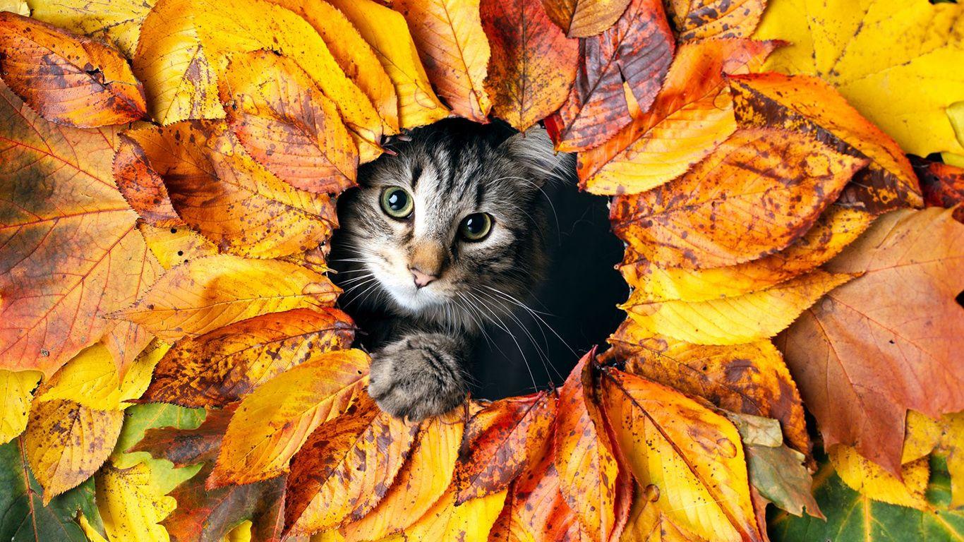 Autumn Cat Desktop Wallpapers - Top Free Autumn Cat Desktop Backgrounds ...