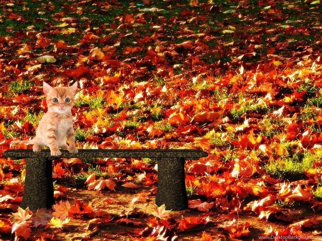 Autumn Cat Desktop Wallpapers - Top Free Autumn Cat Desktop Backgrounds ...