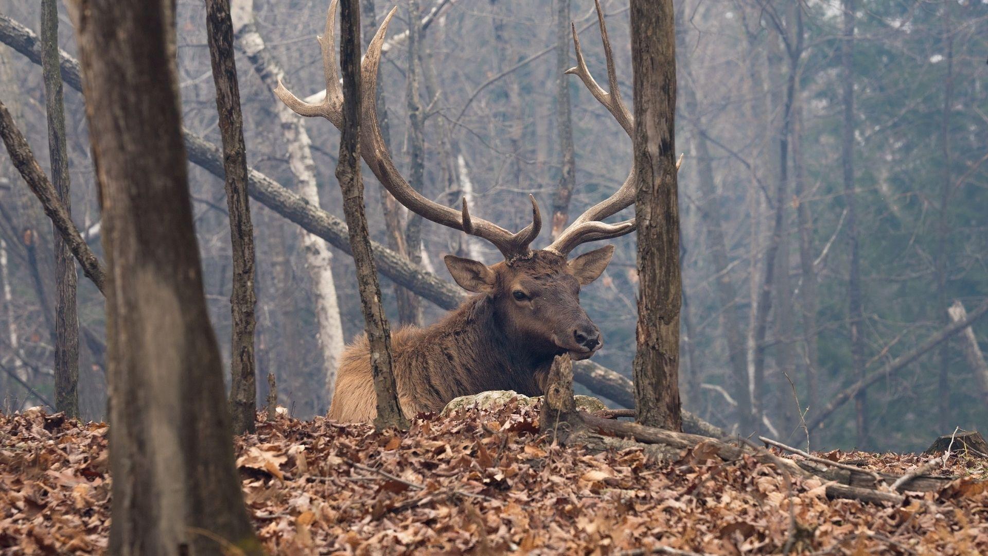 Autumn Deer Wallpapers - Top Free Autumn Deer Backgrounds - WallpaperAccess