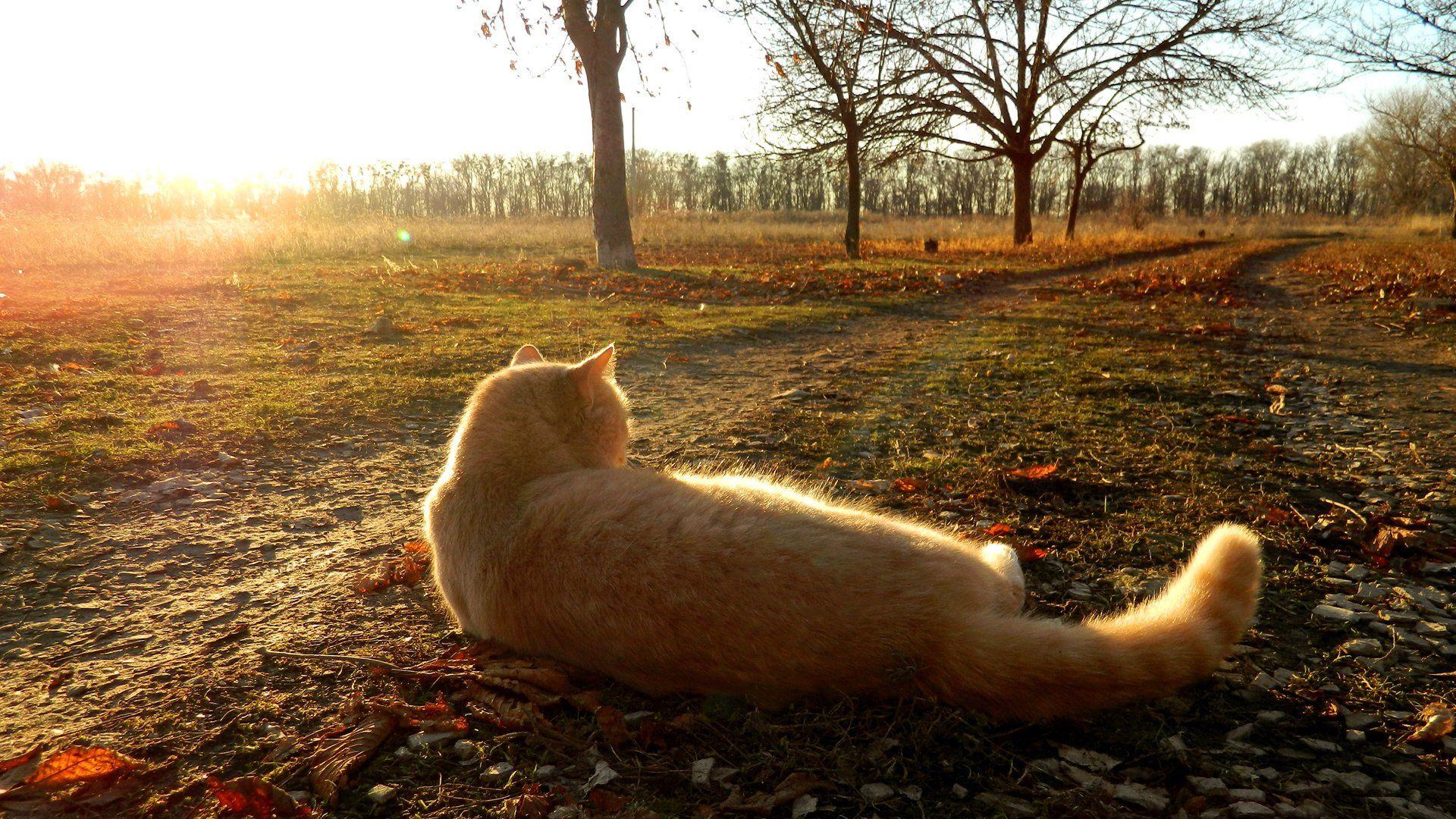 Autumn Cat Desktop Wallpapers - Top Free Autumn Cat Desktop Backgrounds ...