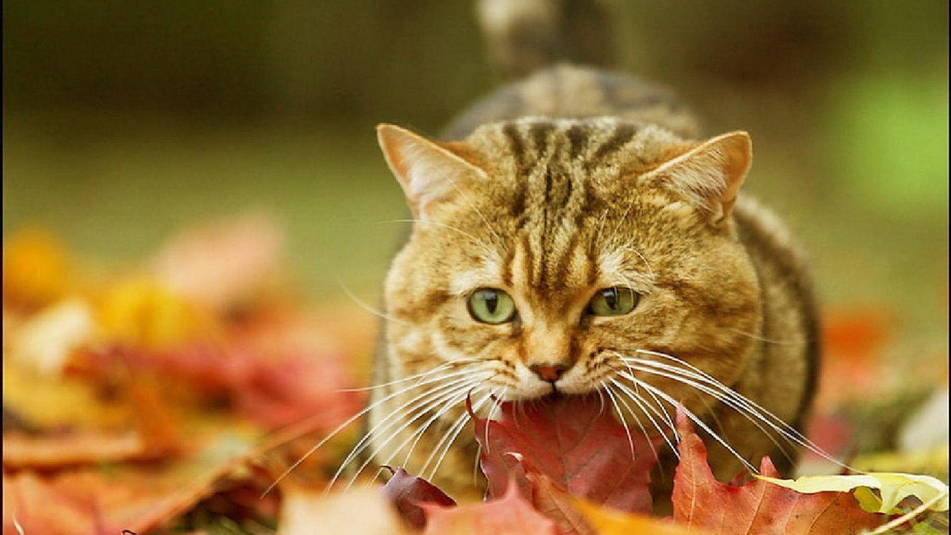 Autumn Cat Desktop Wallpapers - Top Free Autumn Cat Desktop Backgrounds ...
