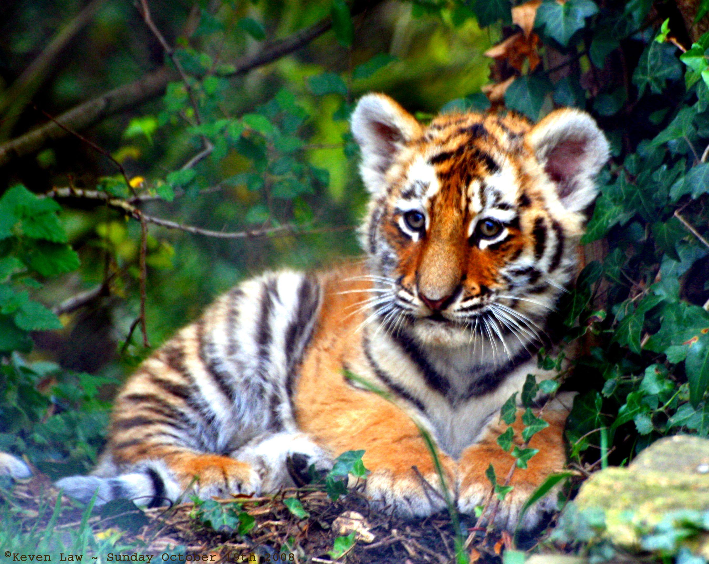 Cute Baby Tiger Wallpapers - Top Free Cute Baby Tiger Backgrounds ...