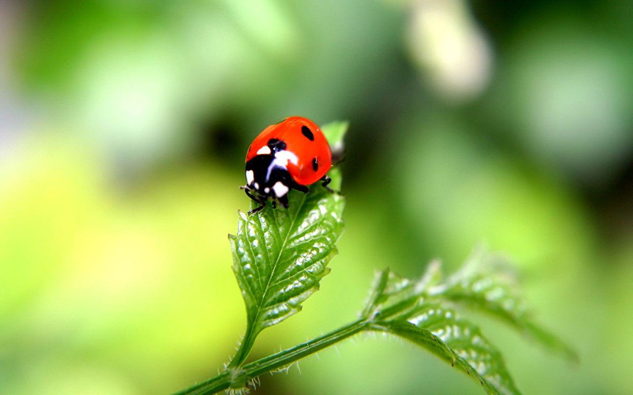 Green Beetle Wallpapers - Top Free Green Beetle Backgrounds ...