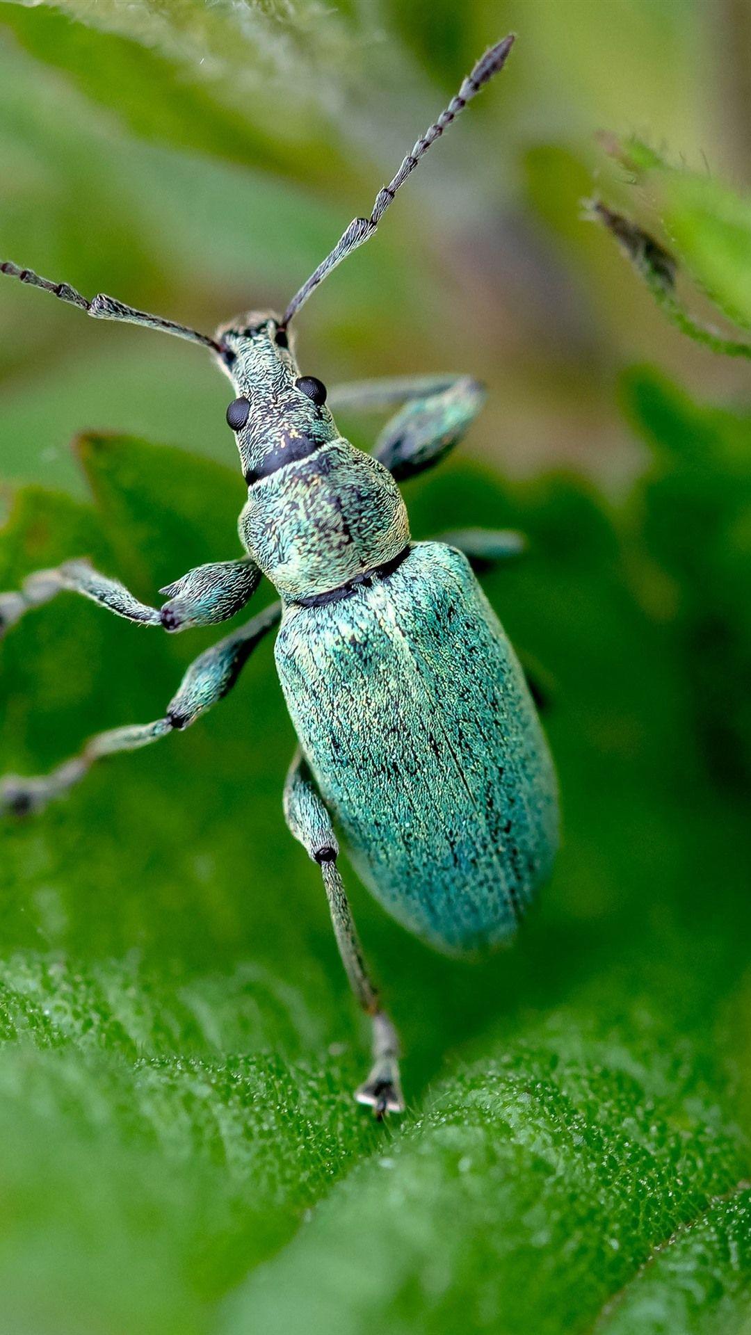 Green Beetle Wallpapers - Top Free Green Beetle Backgrounds ...