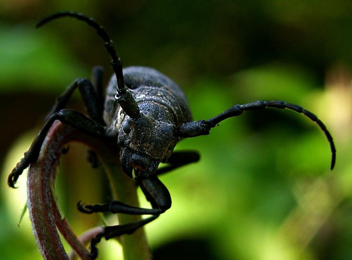 Green Beetle Wallpapers - Top Free Green Beetle Backgrounds ...