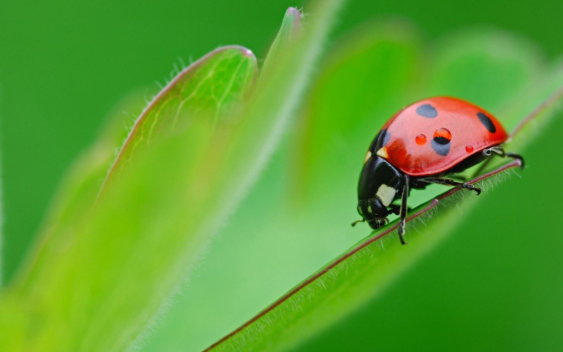Green Beetle Wallpapers - Top Free Green Beetle Backgrounds ...