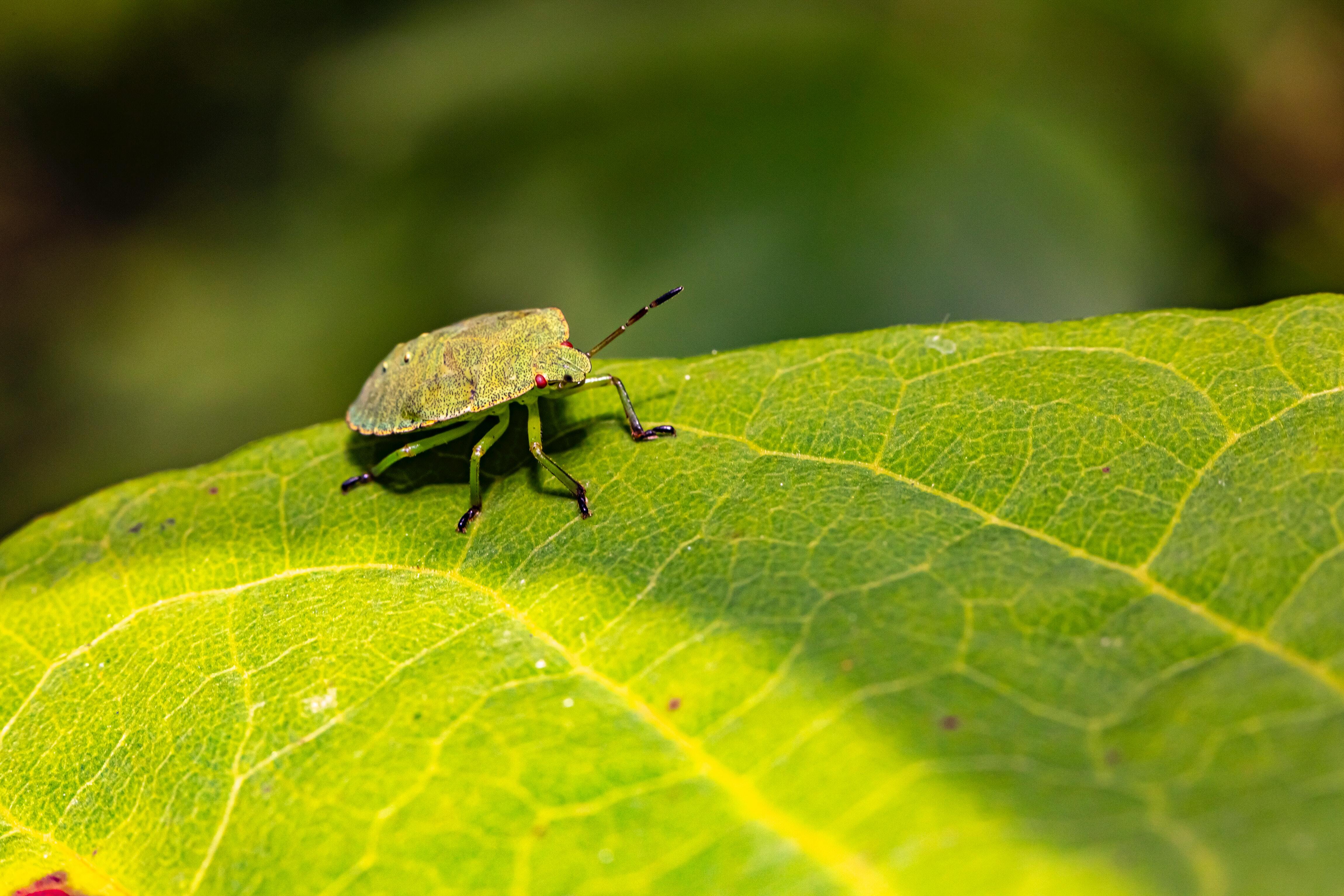 Green Beetle Wallpapers - Top Free Green Beetle Backgrounds ...