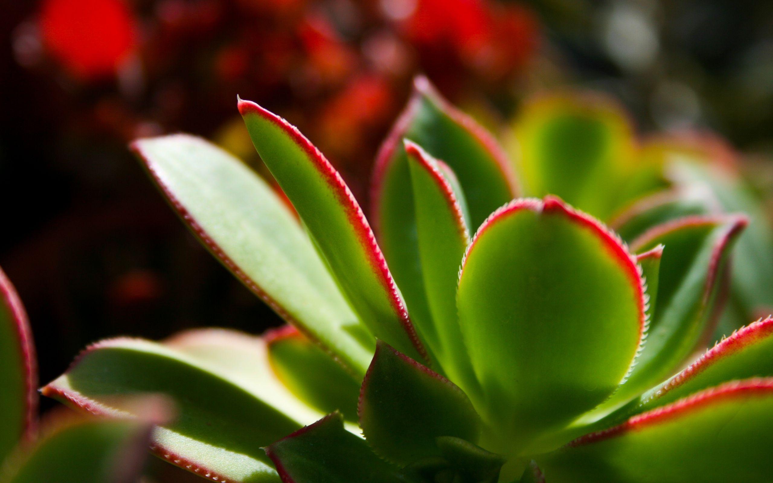 Succulent Garden Desktop Wallpapers - Top Free Succulent Garden Desktop ...