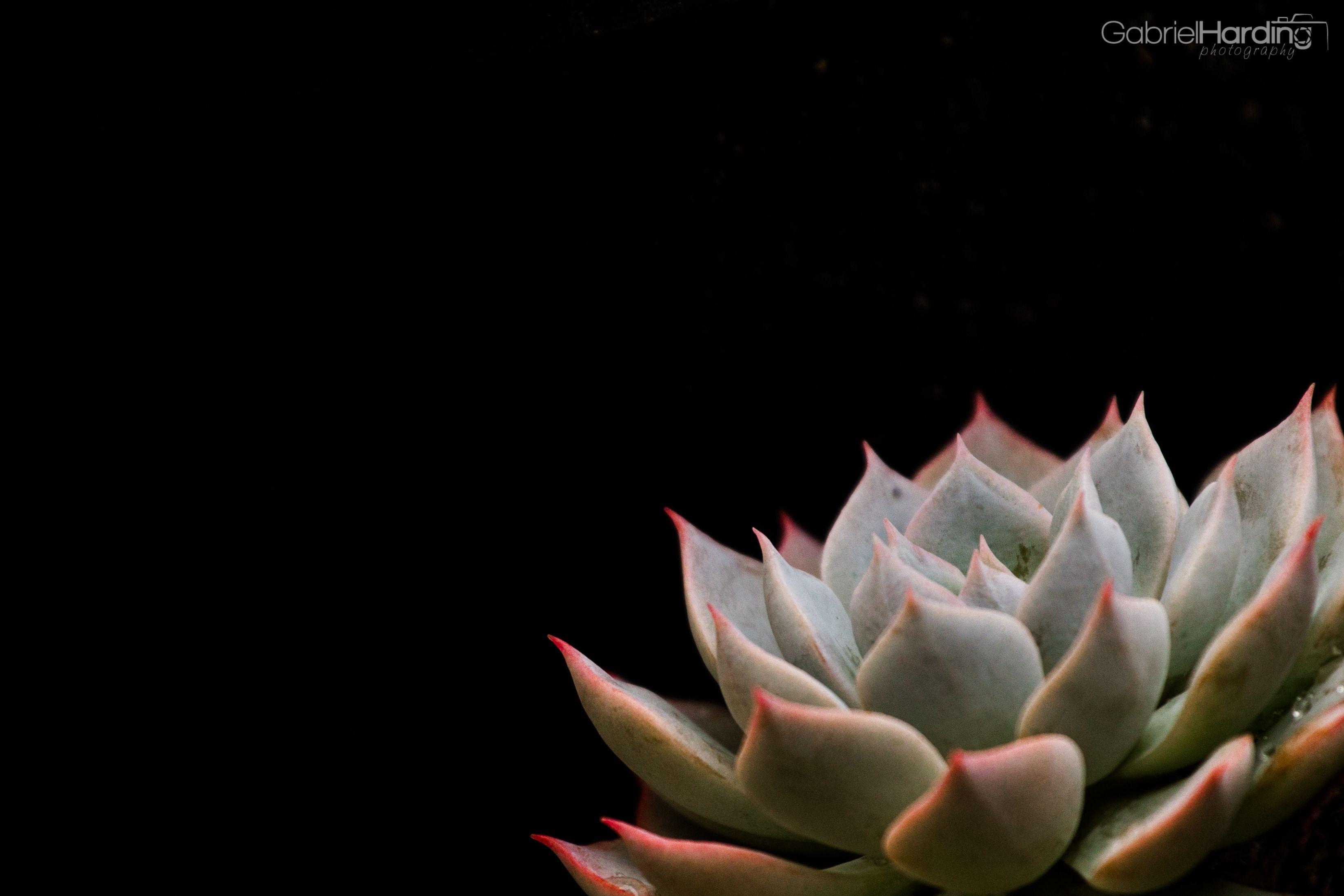 Succulent Garden Desktop Wallpapers - Top Free Succulent Garden Desktop ...