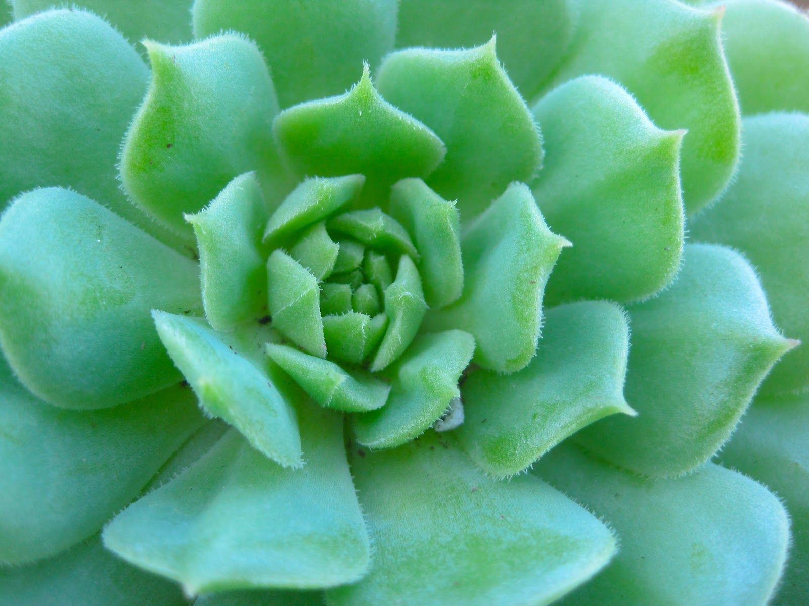 Succulent Garden Desktop Wallpapers - Top Free Succulent Garden Desktop ...