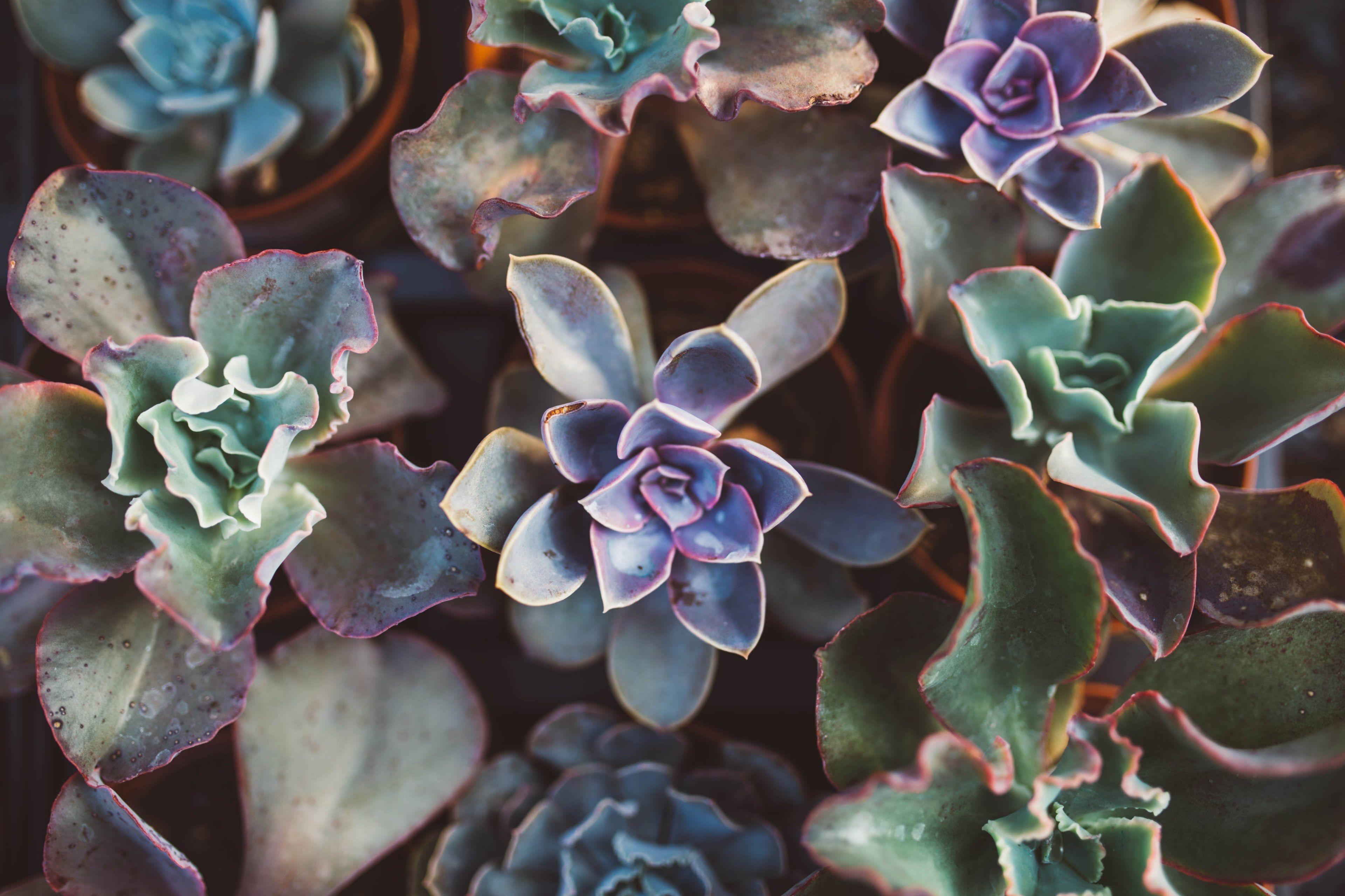 Succulent Garden Desktop Wallpapers - Top Free Succulent Garden Desktop ...
