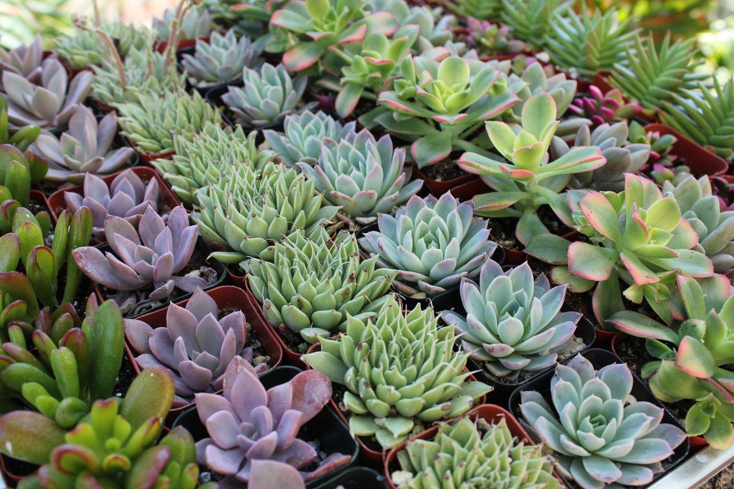 Succulent Garden Desktop Wallpapers - Top Free Succulent Garden Desktop ...