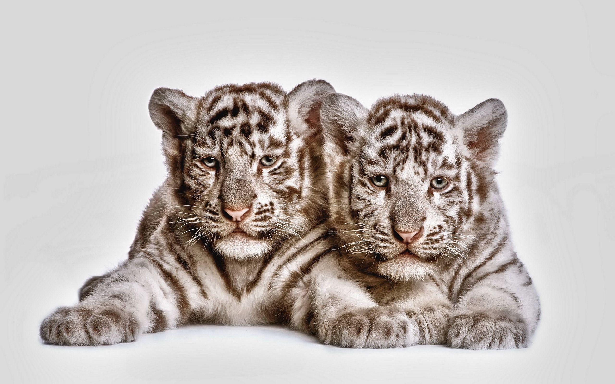 Cute White Tiger Desktop Wallpapers - Top Free Cute White Tiger Desktop ...