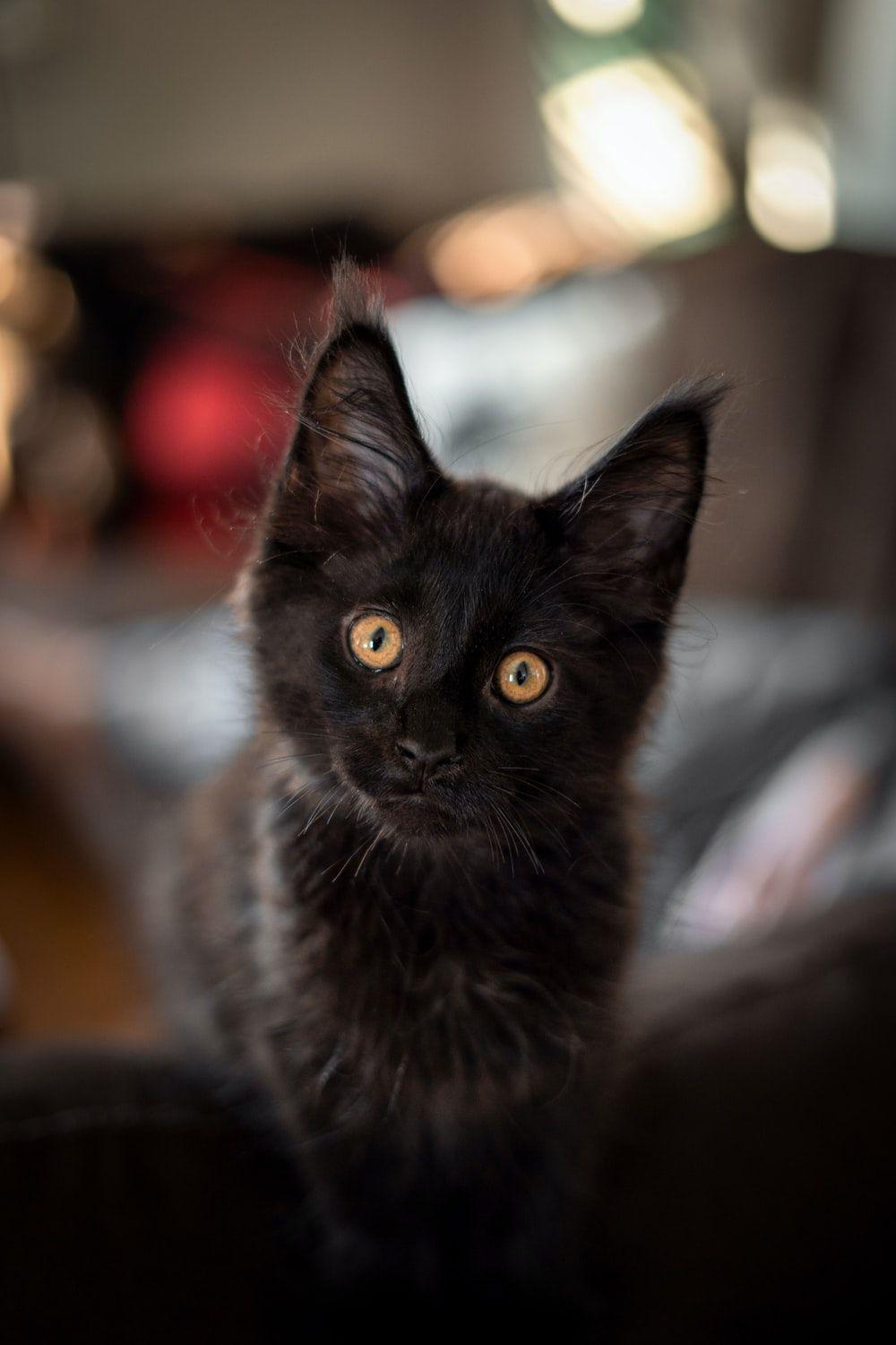 Black Kittens Wallpapers - Top Free Black Kittens Backgrounds ...