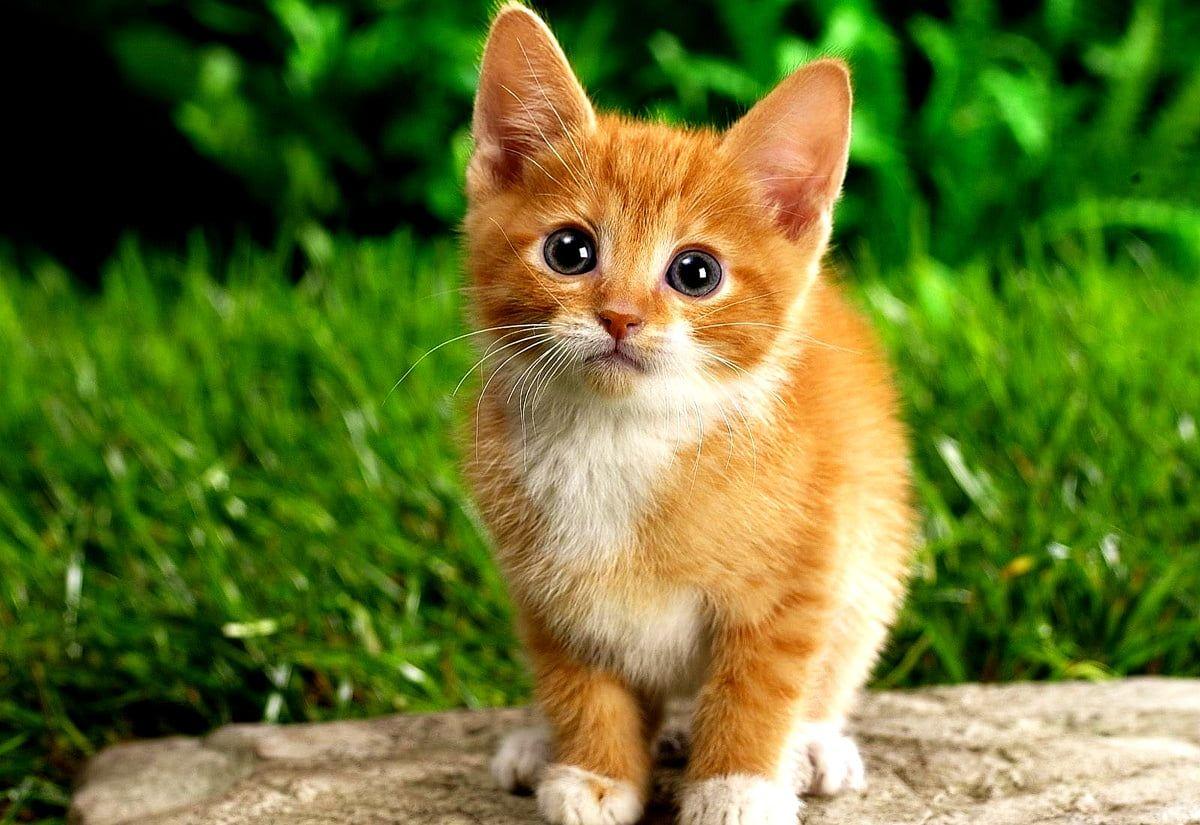 Small Cat Wallpapers - Top Free Small Cat Backgrounds - WallpaperAccess