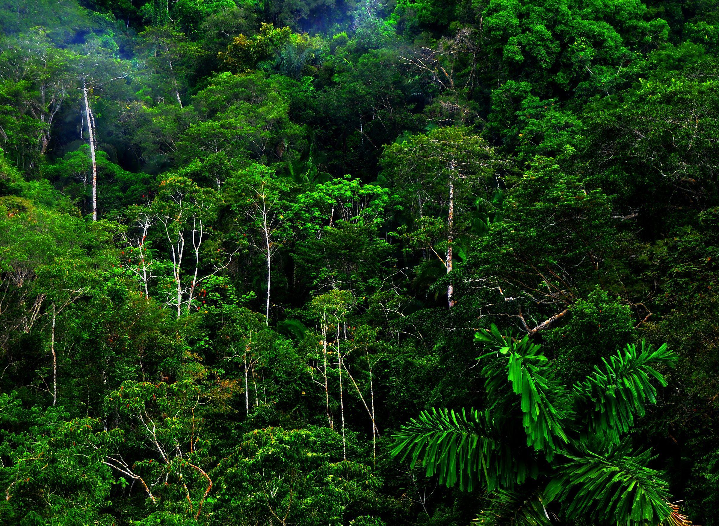 Tropical Rainforest Desktop Wallpapers - Top Free Tropical Rainforest ...