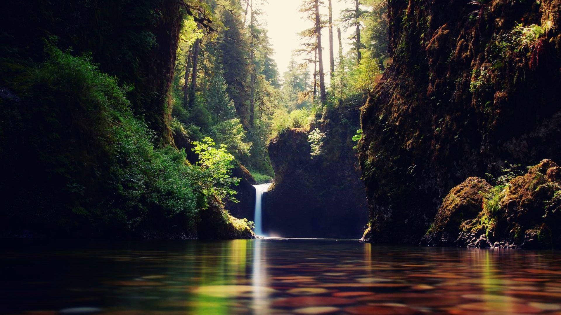 Tropical Rainforest Desktop Wallpapers - Top Free Tropical Rainforest ...