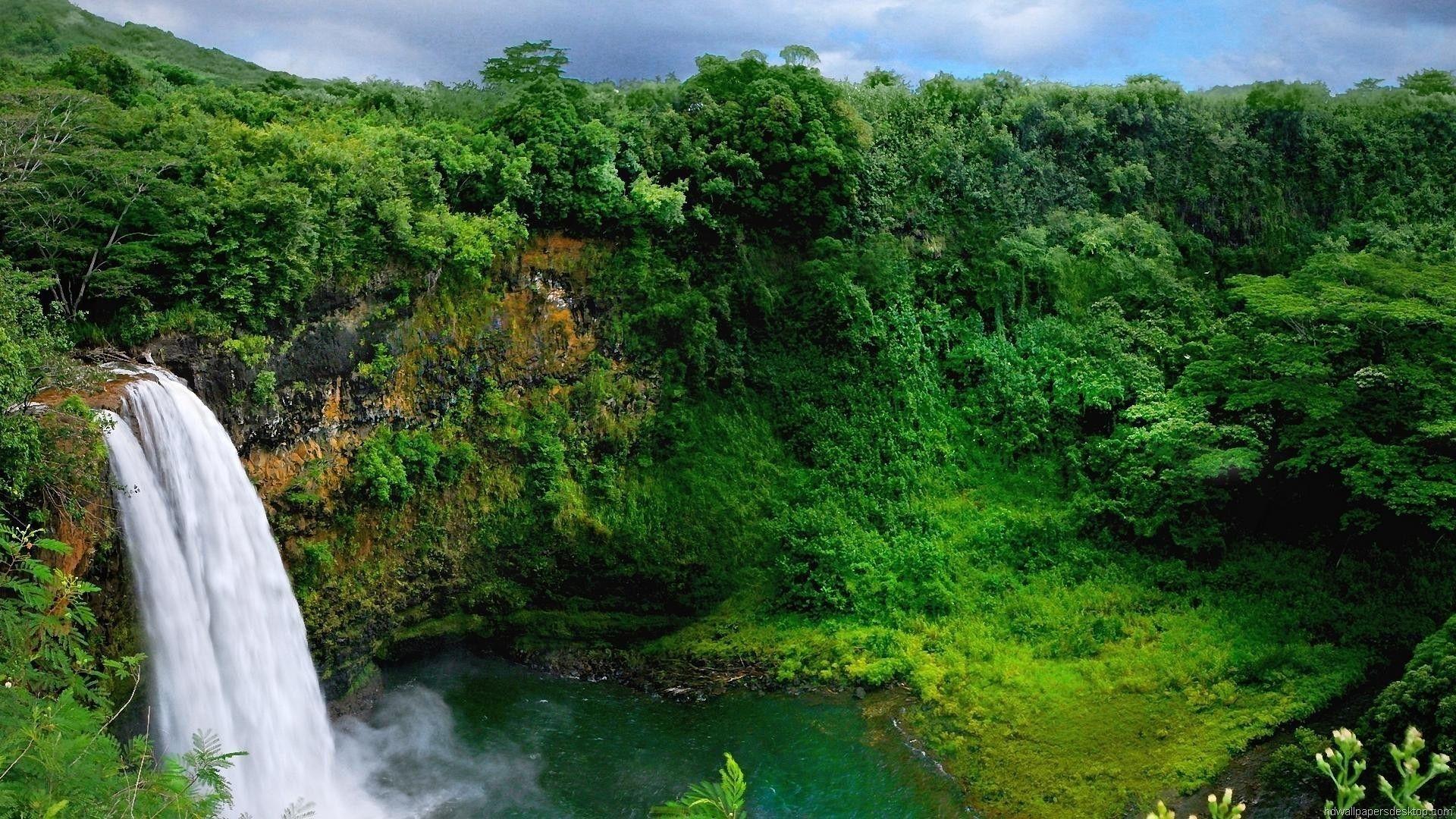 Tropical Rainforest Desktop Wallpapers - Top Free Tropical Rainforest ...