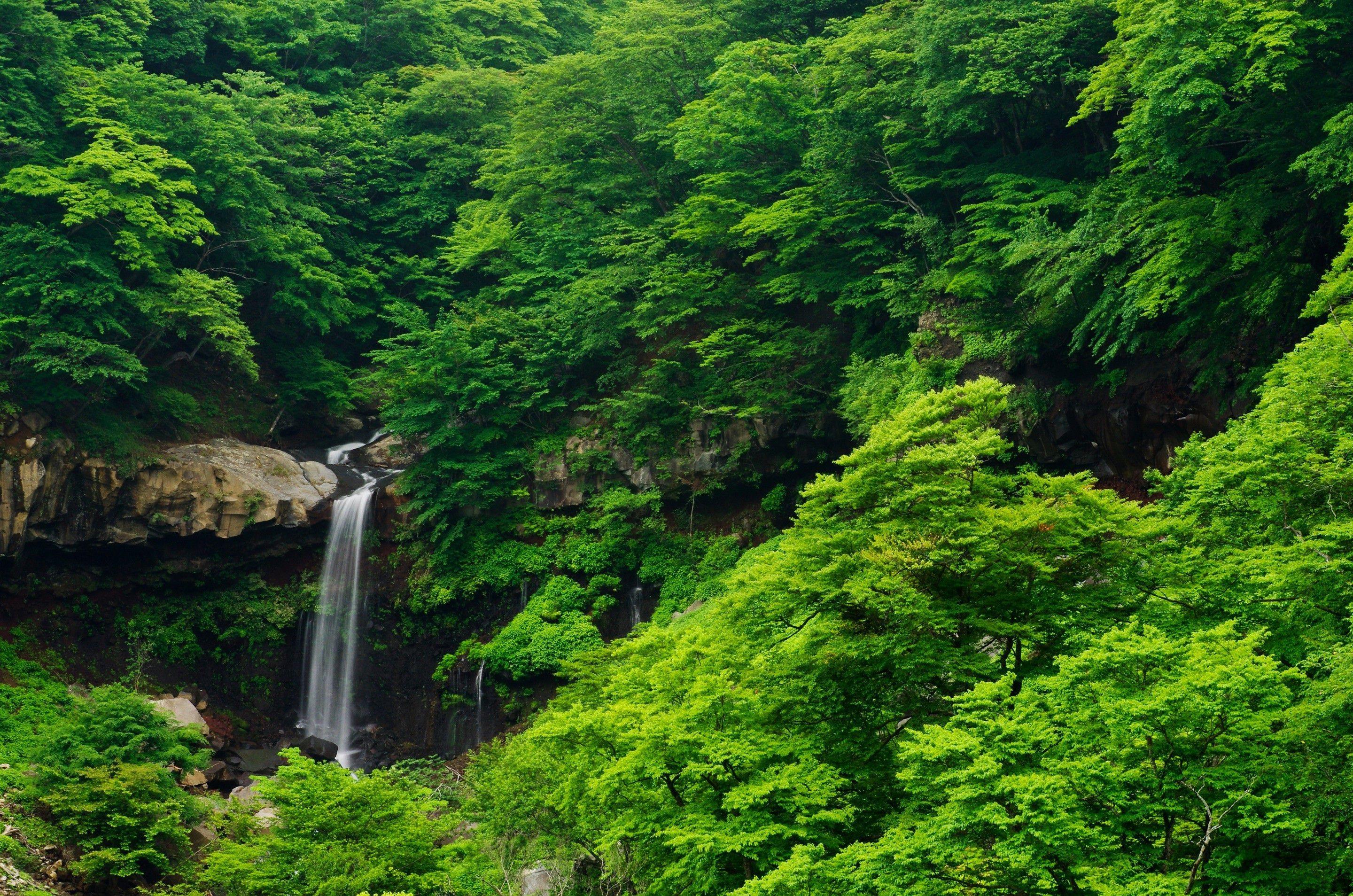 Tropical Rainforest Desktop Wallpapers - Top Free Tropical Rainforest ...