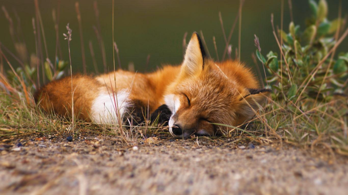 Baby Red Fox Wallpapers - Top Free Baby Red Fox Backgrounds ...