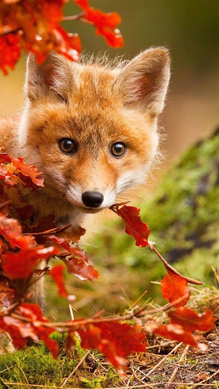 Baby Red Fox Wallpapers - Top Free Baby Red Fox Backgrounds ...