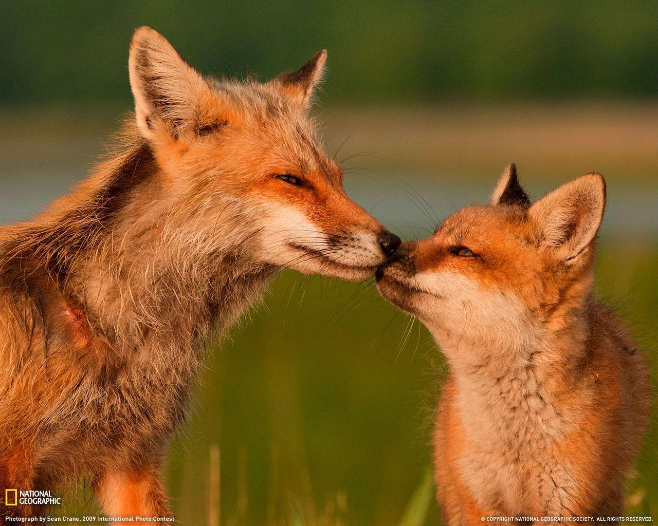 Baby Red Fox Wallpapers - Top Free Baby Red Fox Backgrounds ...