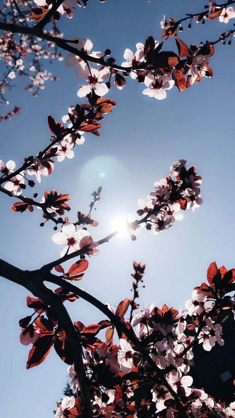 Pinterest Spring Wallpapers - Top Free Pinterest Spring Backgrounds ...