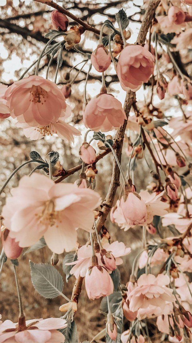 Pinterest Spring Wallpapers - Top Free Pinterest Spring Backgrounds ...