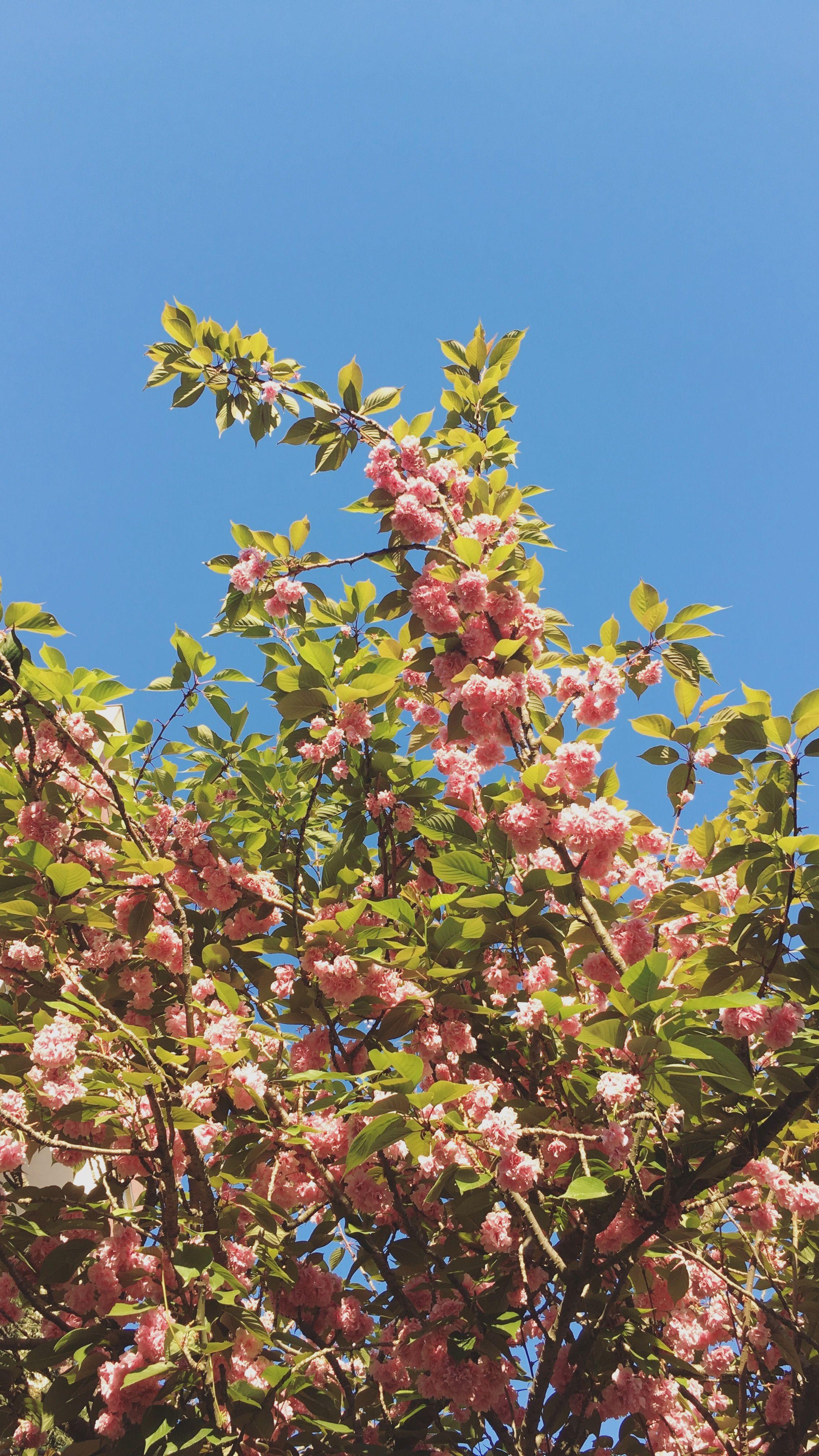 Pinterest Spring Wallpapers - Top Free Pinterest Spring Backgrounds ...