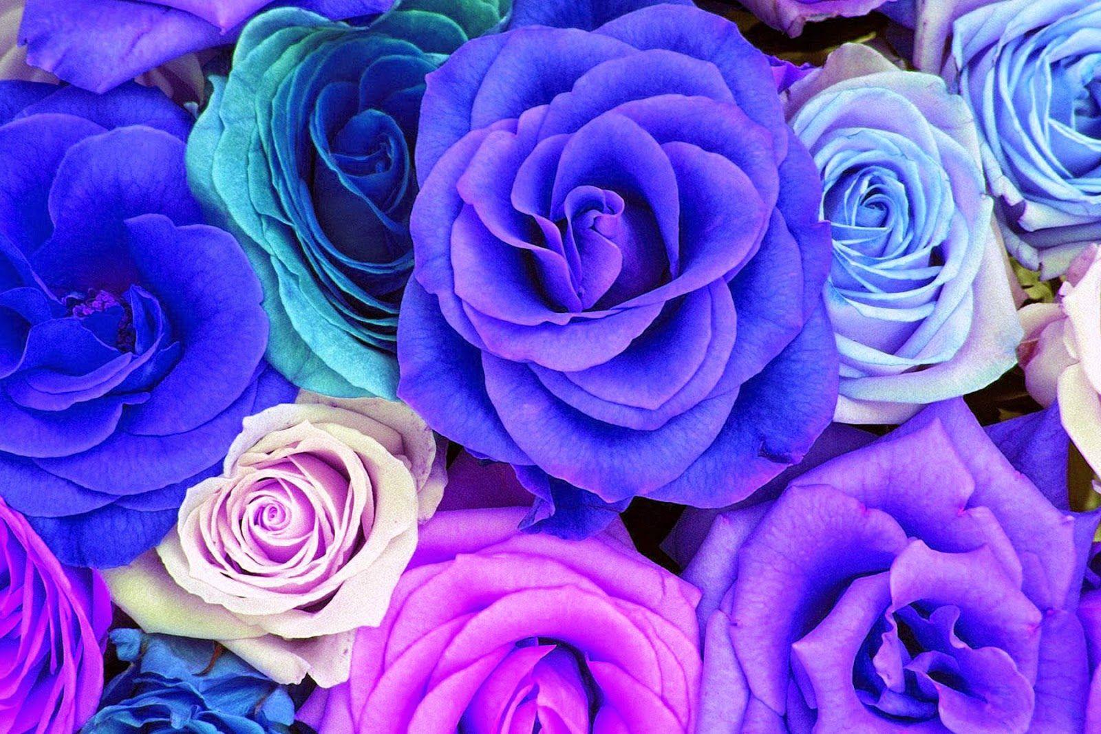 Blue and Pink Rose Wallpapers - Top Free Blue and Pink Rose Backgrounds ...