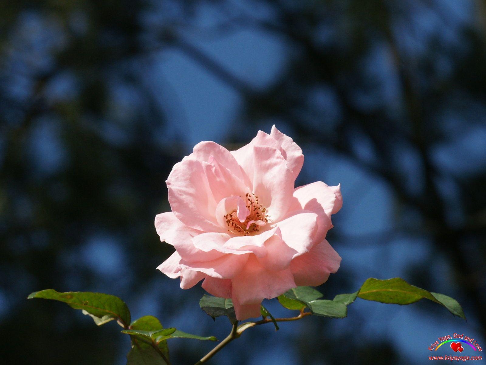 Blue and Pink Rose Wallpapers - Top Free Blue and Pink Rose Backgrounds ...