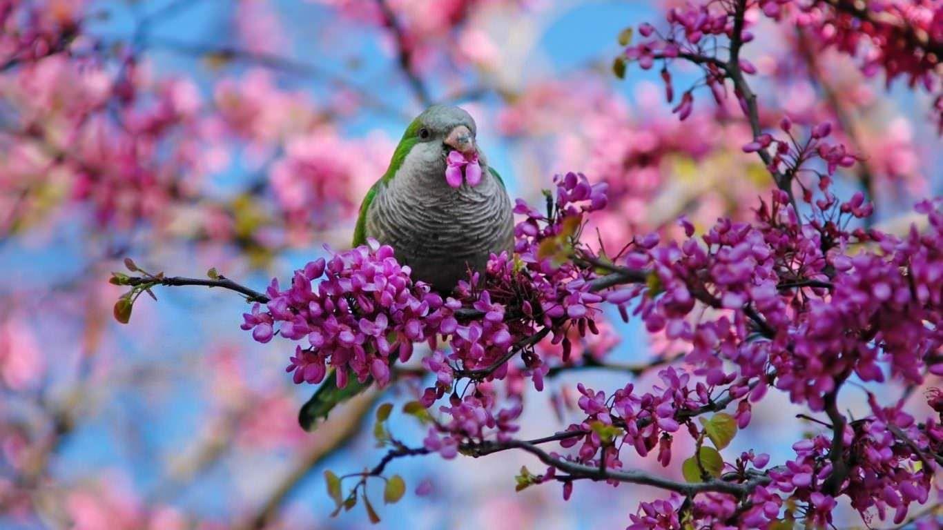 Spring Flowers and Birds Wallpapers - Top Free Spring Flowers and Birds ...