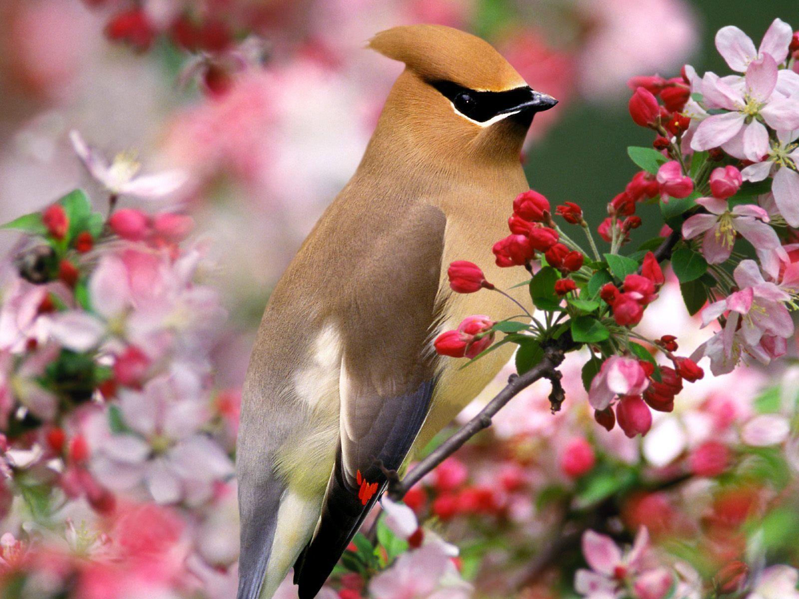 Spring Flowers and Birds Wallpapers - Top Free Spring Flowers and Birds ...