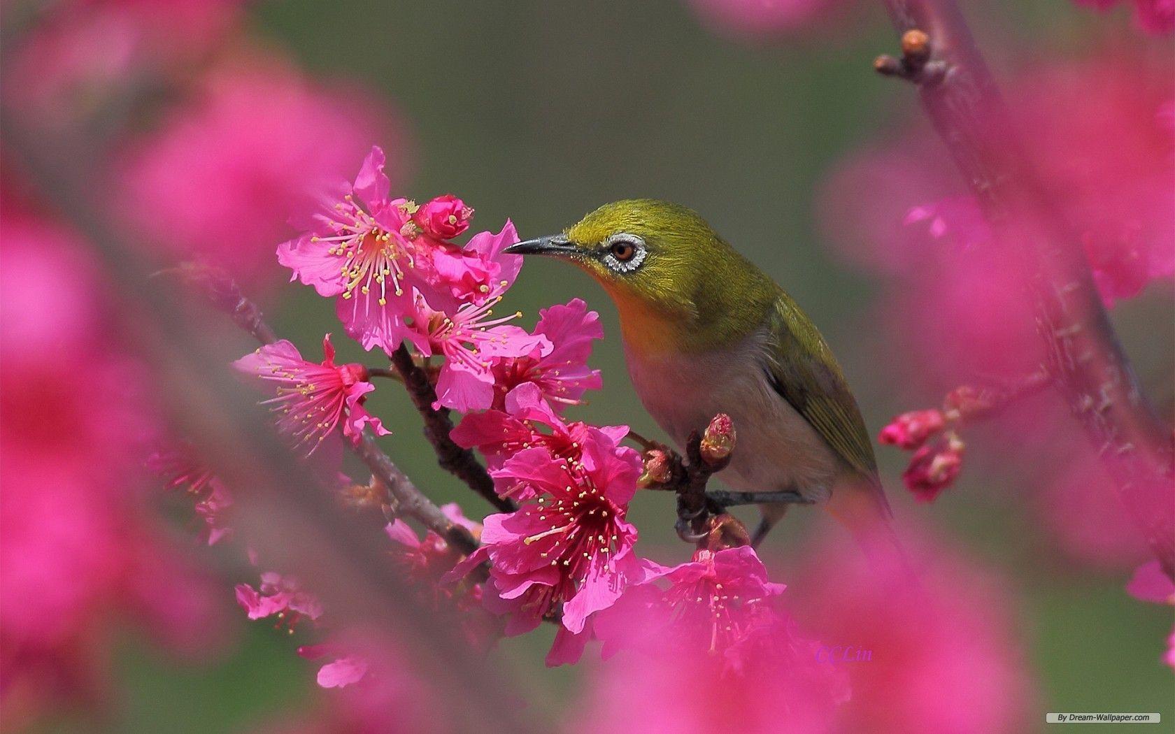 Spring Flowers and Birds Wallpapers - Top Free Spring Flowers and Birds ...