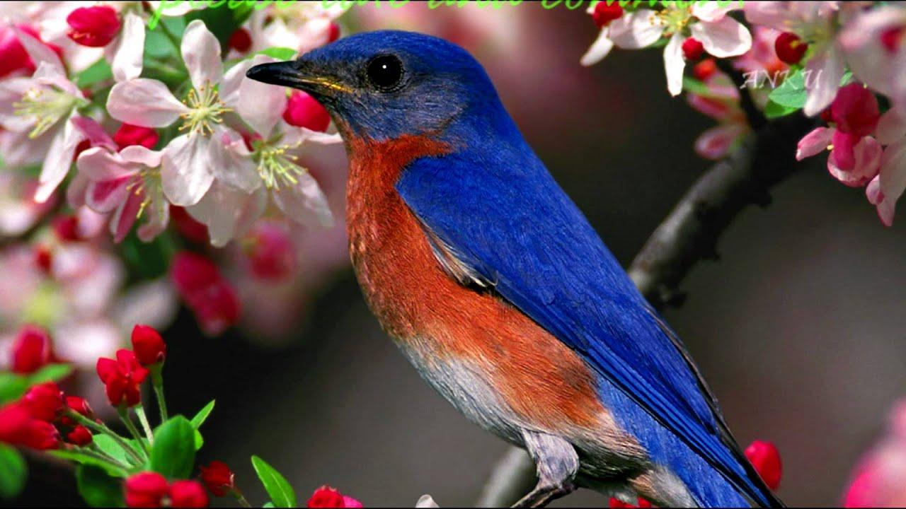 Spring Flowers and Birds Wallpapers - Top Free Spring Flowers and Birds ...