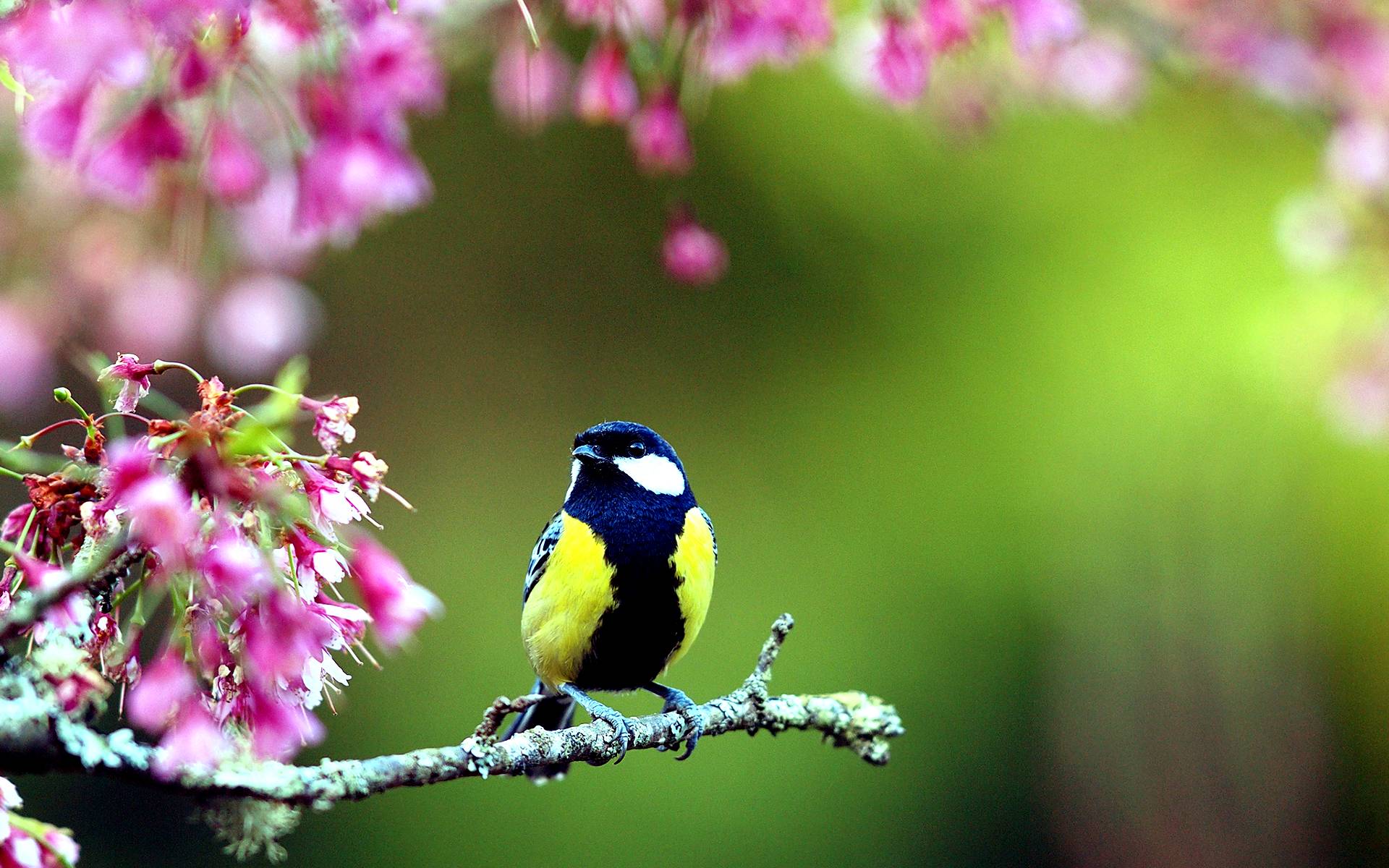 Spring Flowers and Birds Wallpapers - Top Free Spring Flowers and Birds ...