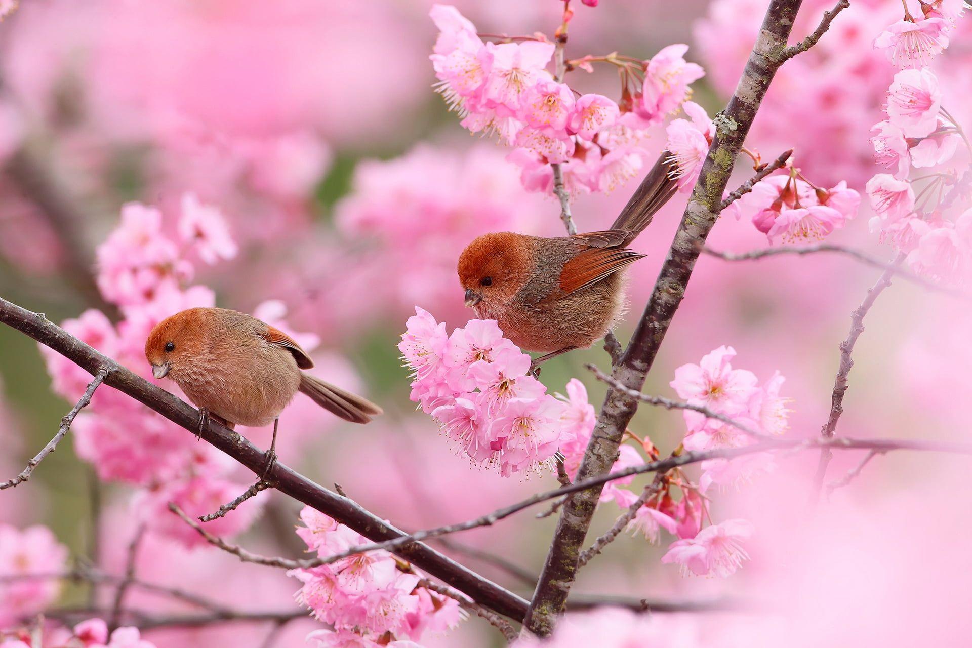 Spring Flowers and Birds Wallpapers - Top Free Spring Flowers and Birds ...