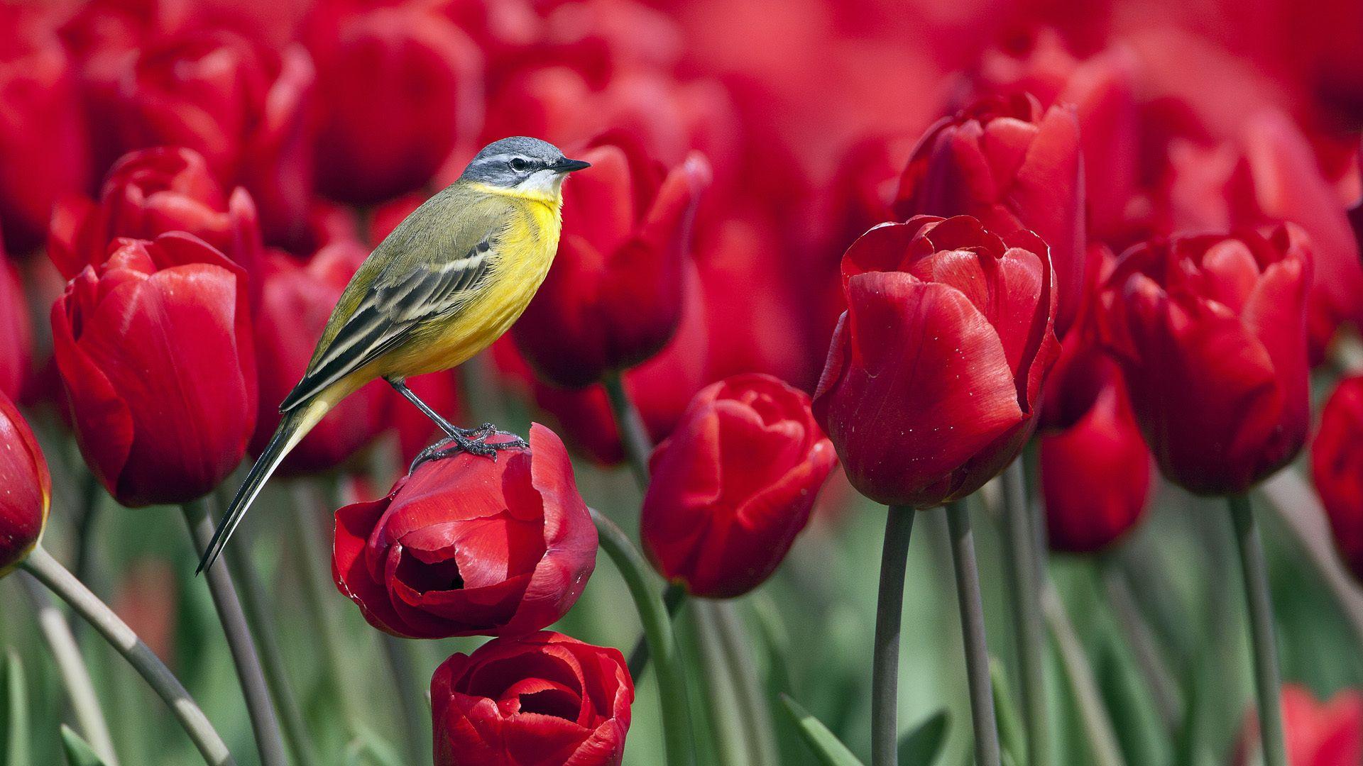 Spring Flowers and Birds Wallpapers - Top Free Spring Flowers and Birds ...